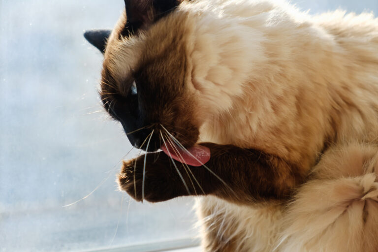 Cat Drooling: Causes, Concerns, and What You Need to Know - Best ...