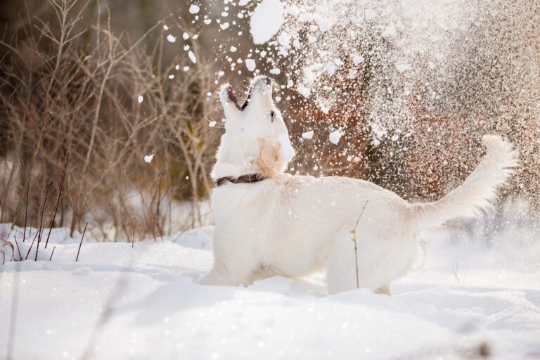 Preventing Frostbite and Cold Weather Injuries in Dogs - Best Friends ...